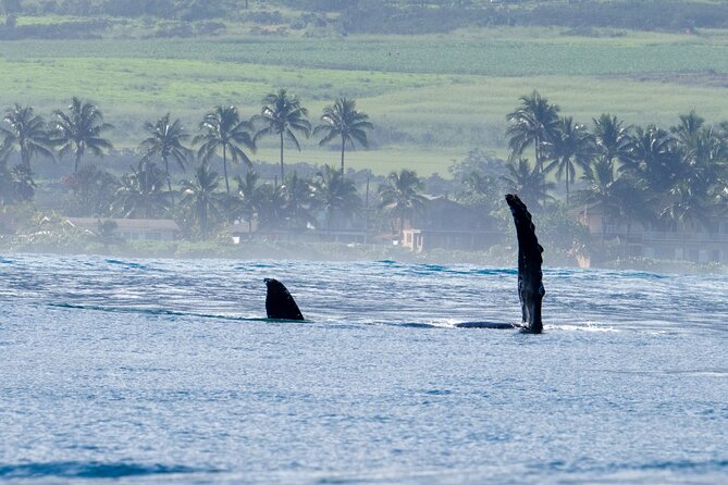 Private Whale Watching Safari from North Shore Oahu - Final Thoughts