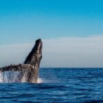 Private Whale Watching Sailing Adventure - How Is the Itinerary Structured?