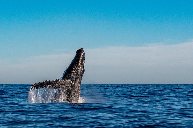 Private Whale Watching Sailing Adventure - How Is the Itinerary Structured?