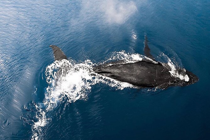 Private Whale Watching Tour of Oahu - What to Expect on the Tour