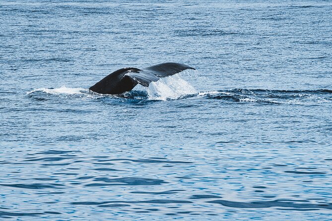 Private Whale Watching Trip from Oahu - The Downside & Considerations