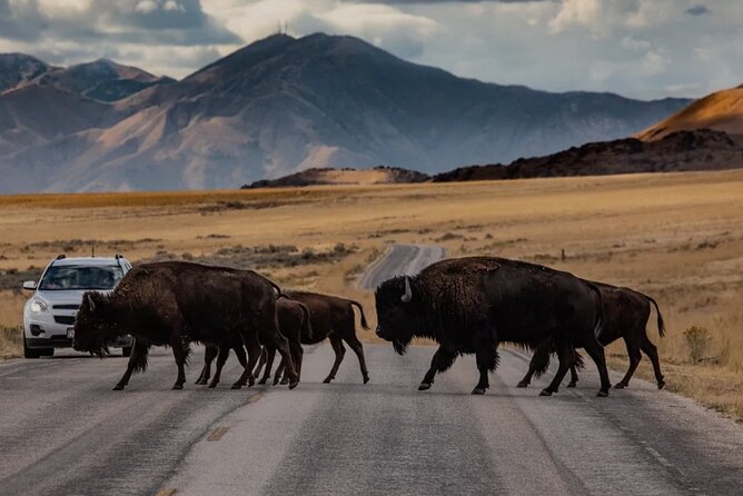Private Wildlife and Scenic tour on Antelope Island - Final Thoughts