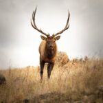 Private Wildlife Driving Tour in Rocky Mountain National Park - In-Depth Look at the Itinerary