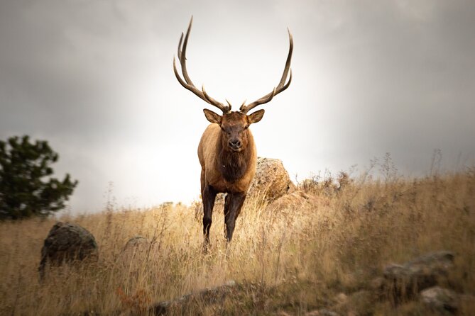 Private Wildlife Driving Tour in Rocky Mountain National Park - In-Depth Look at the Itinerary