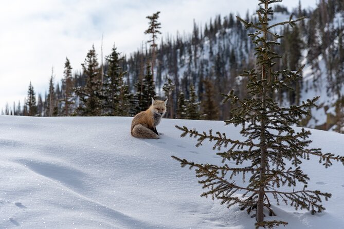Private Wildlife Hiking Tour in Rocky Mountain National Park - The Experience of the Guides