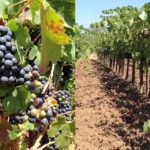 Private Wine Tasting Tour From Santa Ynez, Solvang or Buellton! - Why This Tour Offers Great Value
