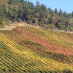 Private Wine Tour with Tastings from Eugene - Why This Tour Stands Out