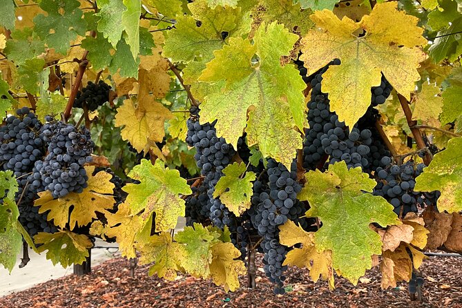 Private Wine Tours of Napa Valley and Sonoma for 2 to 5 people - Authentic Experiences Highlighted in Reviews