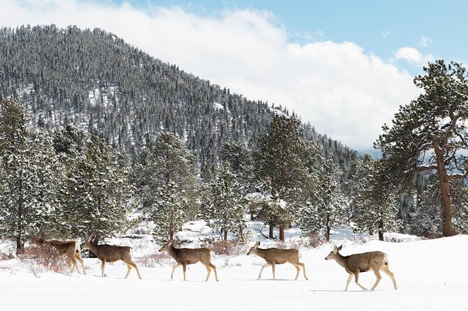 Private Winter Tour + Sledding in Rocky Mountain National Park - Who Is This Tour Best For?
