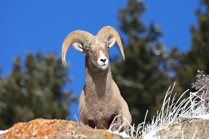 PRIVATE Wolf & Wildlife Watching in Yellowstone's Lamar Valley - What to Expect from the Tour: A Detailed Breakdown