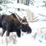 PRIVATE Wolf & Wildlife Watching in Yellowstone's Lamar Valley - The Value of the Experience