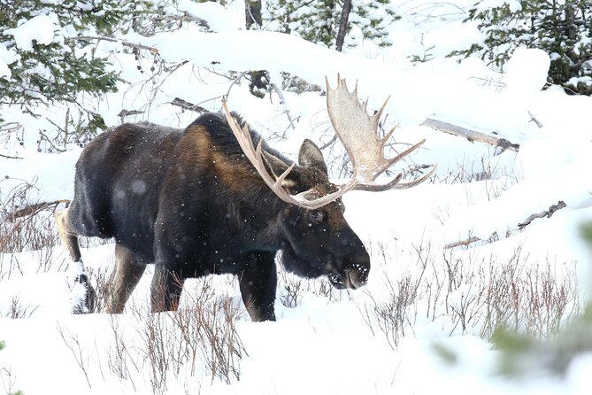 PRIVATE Wolf & Wildlife Watching in Yellowstone's Lamar Valley - The Value of the Experience