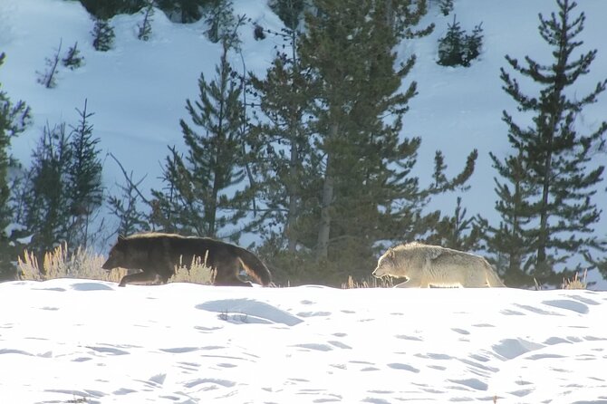 PRIVATE Wolf & Wildlife Watching in Yellowstone's Lamar Valley - The Sum Up