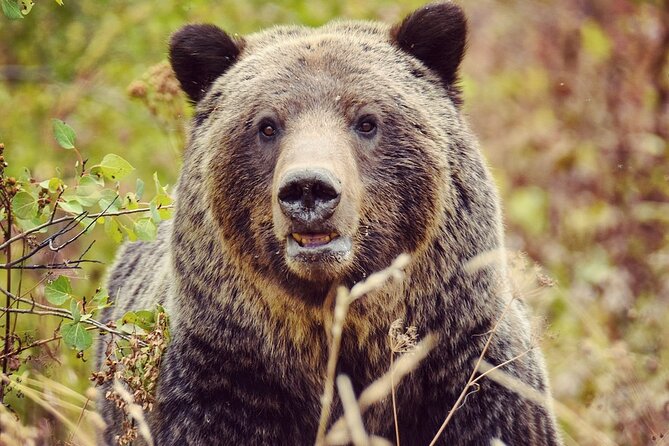 Private Yellowstone Highlights Tour - An Insider’s Look at the Yellowstone Highlights Tour
