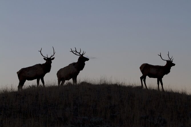 Private Yellowstone Highlights Tour - FAQs