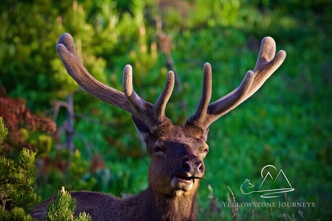 Private Yellowstone Journey from Gardiner, MT - Transportation and Comfort