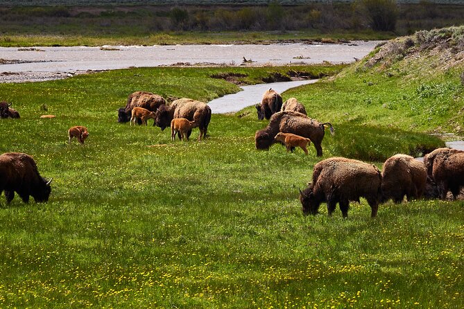 Private Yellowstone Lower Loop Tour - Hayden Valley: Wildlife Wonderland