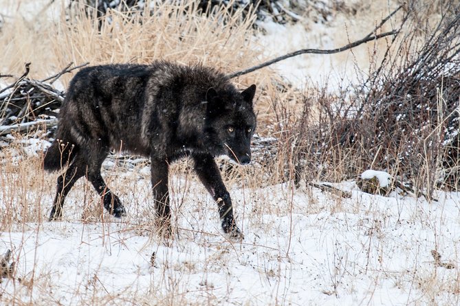 Private Yellowstone National Park Sightseeing Tour with Lunch - Key Points
