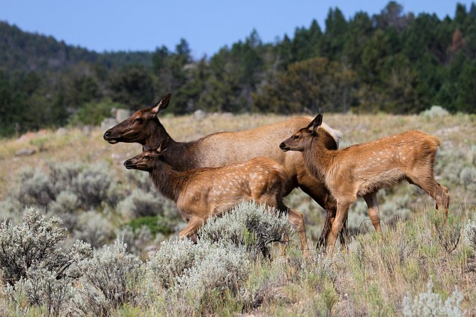 Private Yellowstone National Park Sightseeing Tour with Lunch - Exploring Yellowstone in Comfort and Style