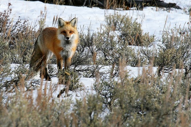 Private Yellowstone National Park Sightseeing Tour with Lunch - Who Will Love This Tour?