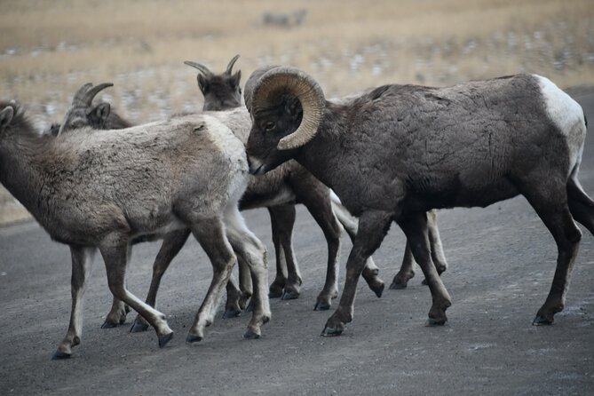 Private Yellowstone Park Van Tours from Bozeman and Big Sky - Key Points