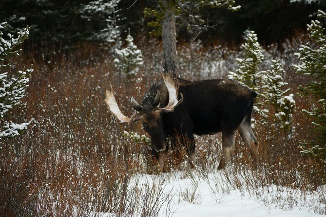 Private Yellowstone Park Van Tours from Bozeman and Big Sky - Why This Tour Offers Excellent Value