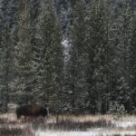Private Yellowstone Park Van Tours from Bozeman and Big Sky - Who Should Book This Tour?