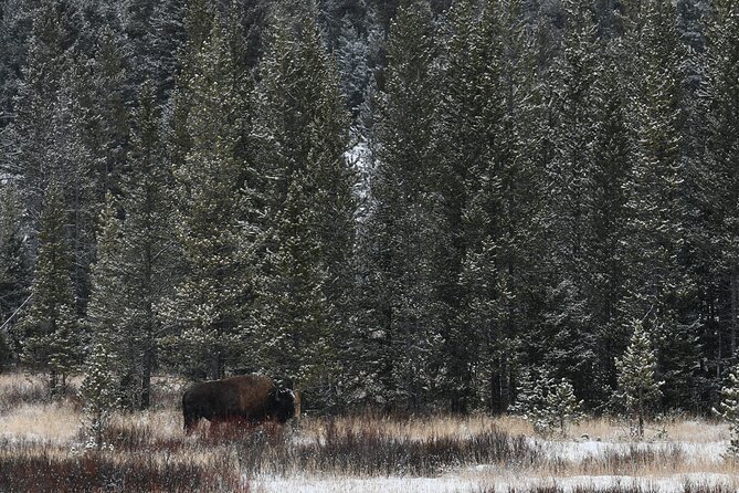 Private Yellowstone Park Van Tours from Bozeman and Big Sky - Who Should Book This Tour?