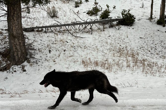 Private Yellowstone Park Van Tours from Bozeman and Big Sky - FAQ