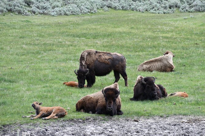 Private Yellowstone Park Van Tours from Bozeman and Big Sky - Final Thoughts
