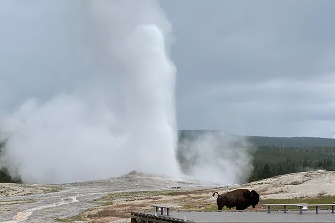 PRIVATE Yellowstone Tour 4 or more people- Picnic, Binoculars, Spotting Scope - A Closer Look at the Itinerary
