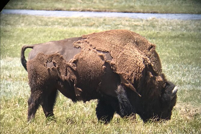 PRIVATE Yellowstone Tour 4 or more people- Picnic, Binoculars, Spotting Scope - FAQ