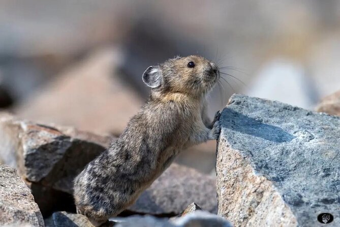 Private Yellowstone Wildlife and Photo Tours Upper Loop Cody Wy - Key Points