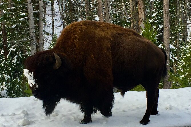 Private Yellowstone Wildlife and Photo Tours Upper Loop Cody Wy - Final Thoughts