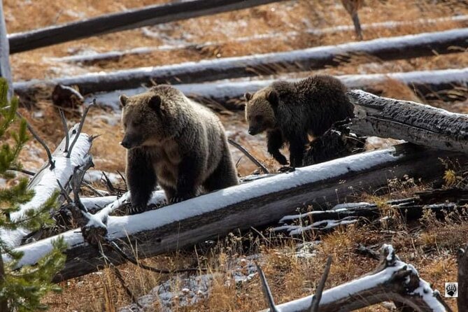 Private Yellowstone Wildlife and Photo Tours West Yellowstone - Key Points  
