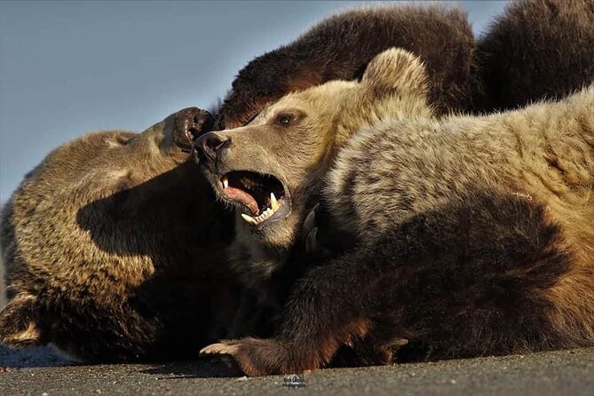 Private Yellowstone Wildlife and Photo Tours West Yellowstone - Final Thoughts