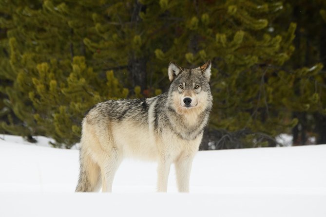 Private Yellowstone Wildlife Sightseeing Tour - The Itinerary: What to Expect on Your Day in Yellowstone