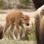 Private Yellowstone Wildlife Sightseeing Tour - What’s Included and What to Consider
