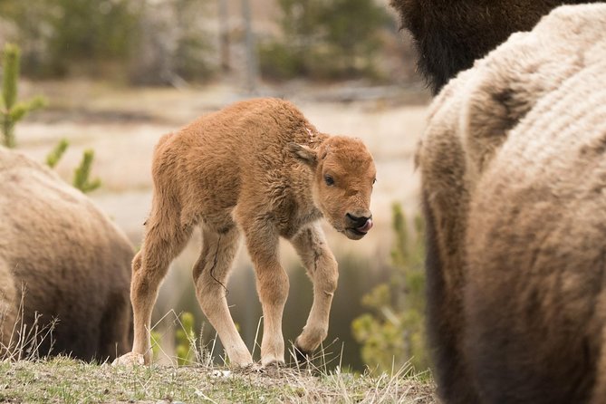 Private Yellowstone Wildlife Sightseeing Tour - What’s Included and What to Consider