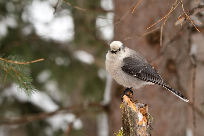 Private Yellowstone Wildlife Sightseeing Tour - Pricing and Value