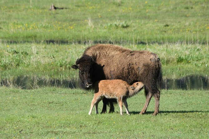 Private Yellowstone Wildlife Sightseeing Tour - The Guides: The Heart of the Experience