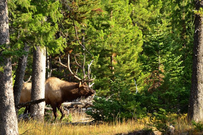 Private Yellowstone Wildlife Sightseeing Tour - The Scenic and Wildlife Highlights