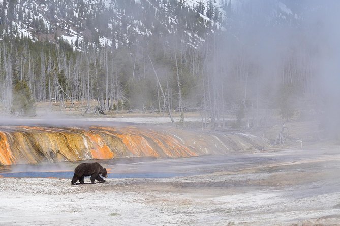 Private Yellowstone Wildlife Sightseeing Tour - Practical Tips for Booking and Enjoying