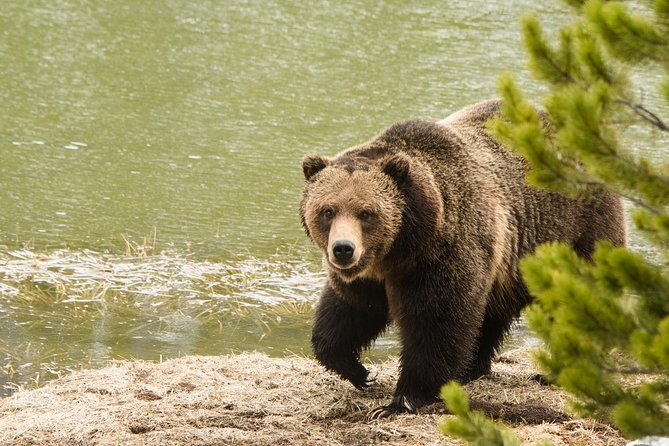 Private Yellowstone Wildlife Sightseeing Tour - The Sum Up: Is This Tour Worth It?