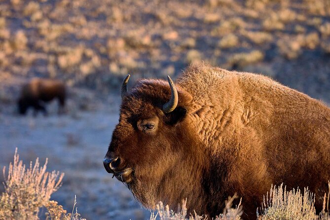 Private Yellowstone Wildlife Tours & Photo Safaris - Half Day - A Closer Look at the Private Yellowstone Wildlife Tours & Photo Safaris - Half Day