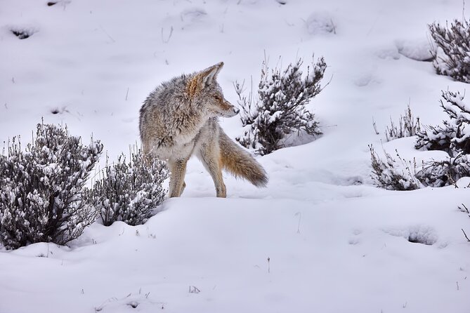 Private Yellowstone Wildlife Tours & Photo Safaris - Half Day - Key Points