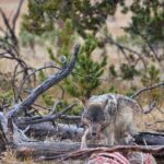 Private Yellowstone Wildlife Tours & Photo Safaris - Half Day - Detailed Breakdown of the Itinerary