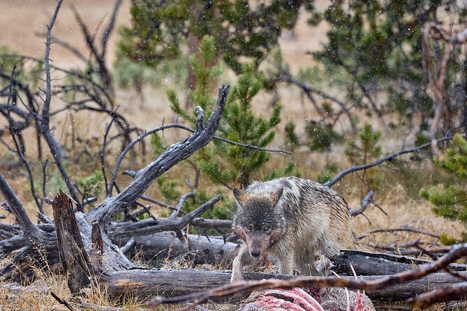 Private Yellowstone Wildlife Tours & Photo Safaris - Half Day - Detailed Breakdown of the Itinerary
