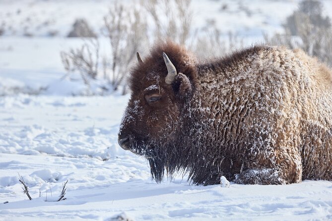Private Yellowstone Wildlife Tours & Photo Safaris - Half Day - Why This Tour Delivers Real Value