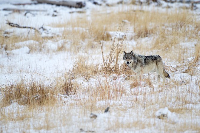 Private Yellowstone Winter Wolf Watching and Wildlife Safari - An In-Depth Look at the Experience